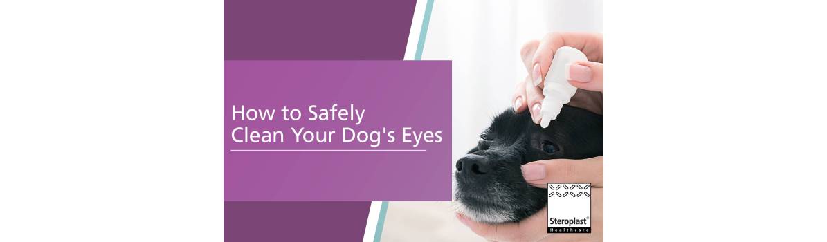 How to safely clean your dog's eyes